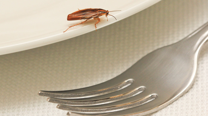 Cockroaches: Combating The Restaurant Industry's Most Resilient Pest