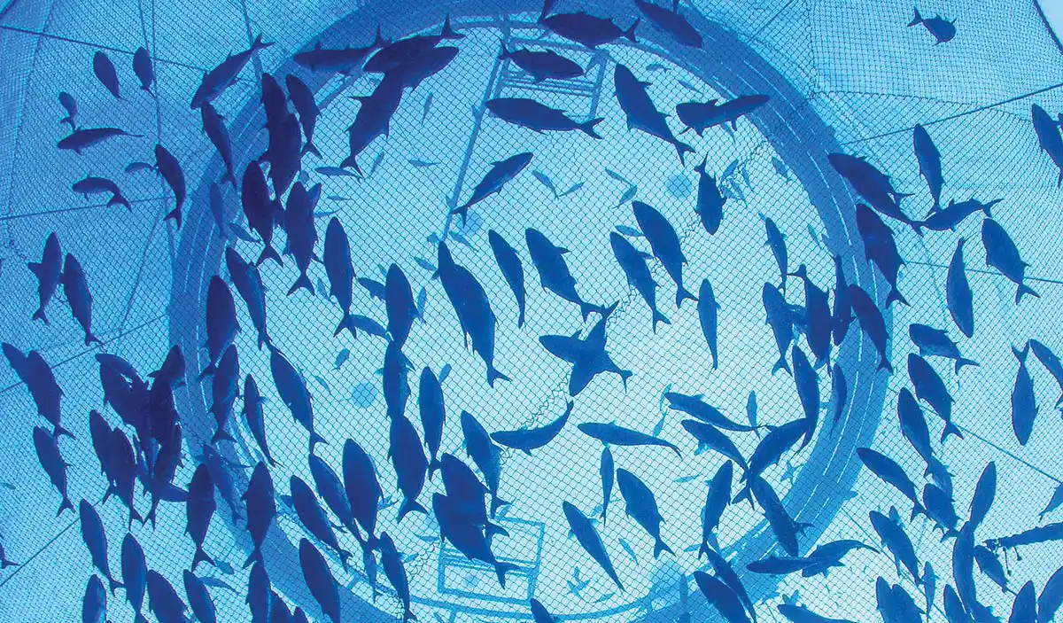 Sustainable Aquaculture Pioneer Forever Oceans Completes Environmental ...