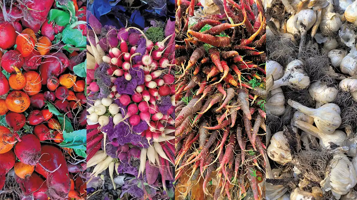 Root Vegetables Are A Smart Choice For Your Holiday Table