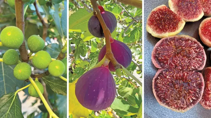 Figs: The Fruit of the Gods